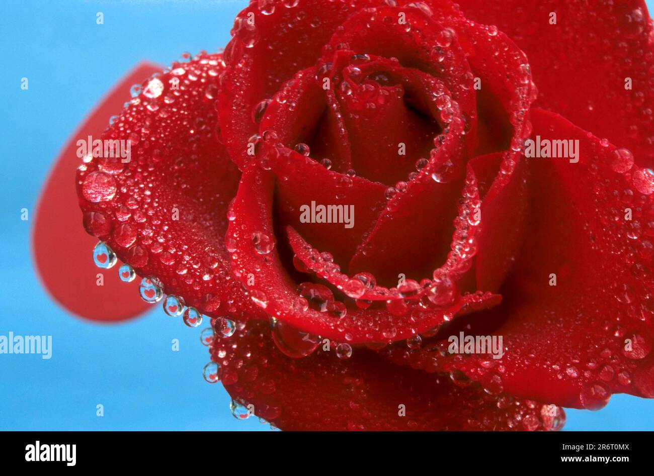 Red rose in the rain on a grave Stock Photo - Alamy