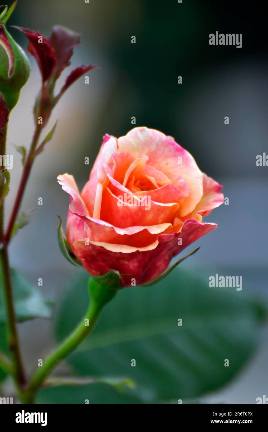Red, orange shrub rose Stock Photo - Alamy