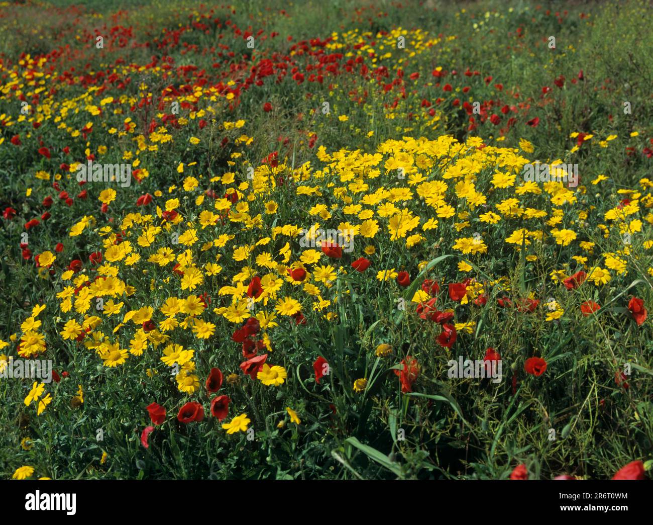 Meadow with poppy flowers (Papaver rhoeas) and crownwort, corn poppy ...
