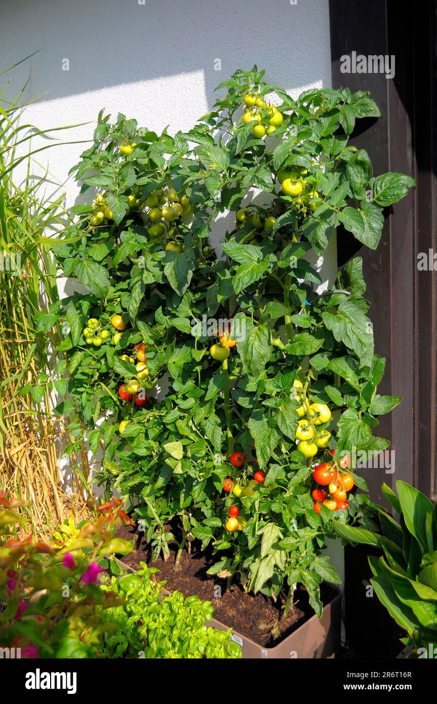 Balcony fruit tub hi-res stock photography and images - Alamy