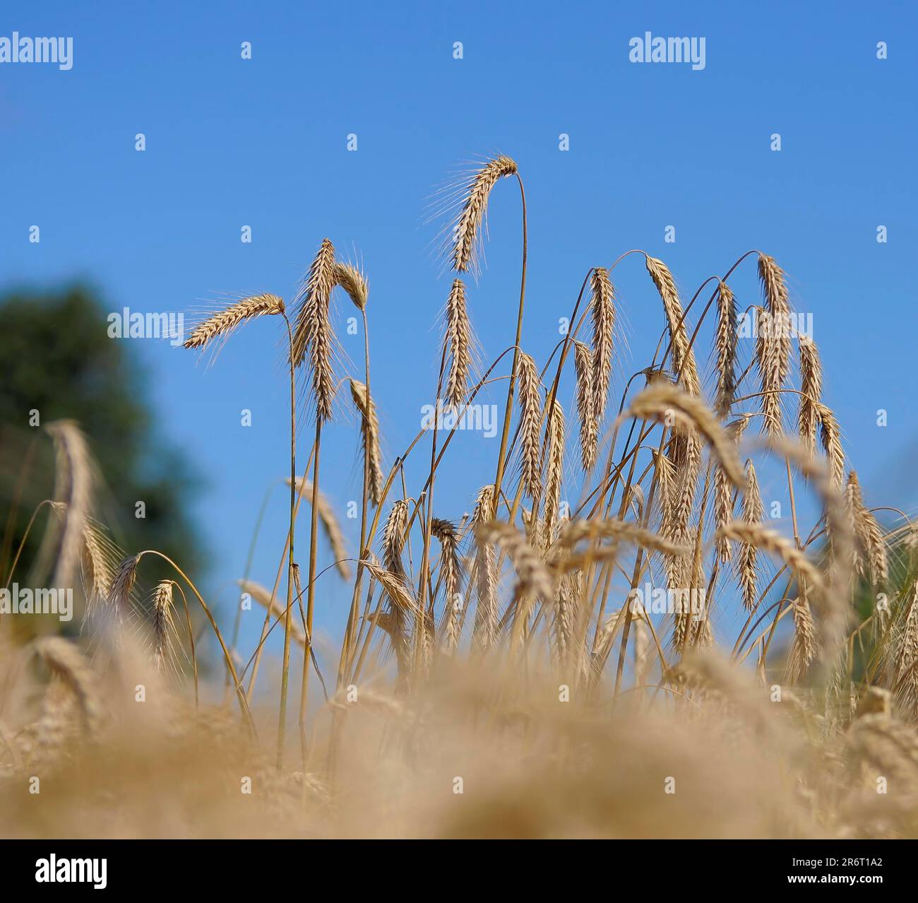August crop hi-res stock photography and images - Alamy