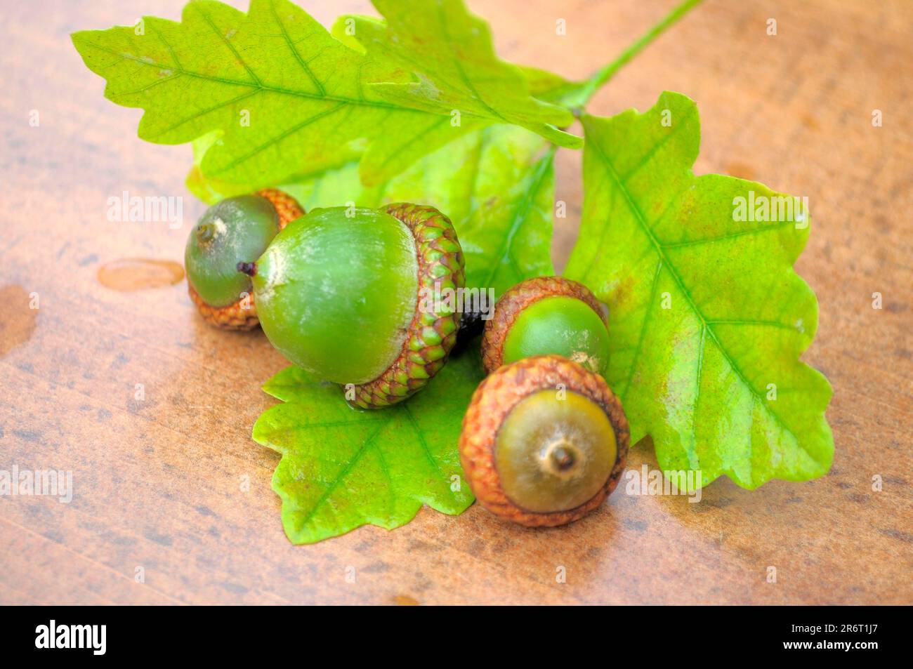 Acorns with foliage, English oak (Quercus robur), english oak Stock ...