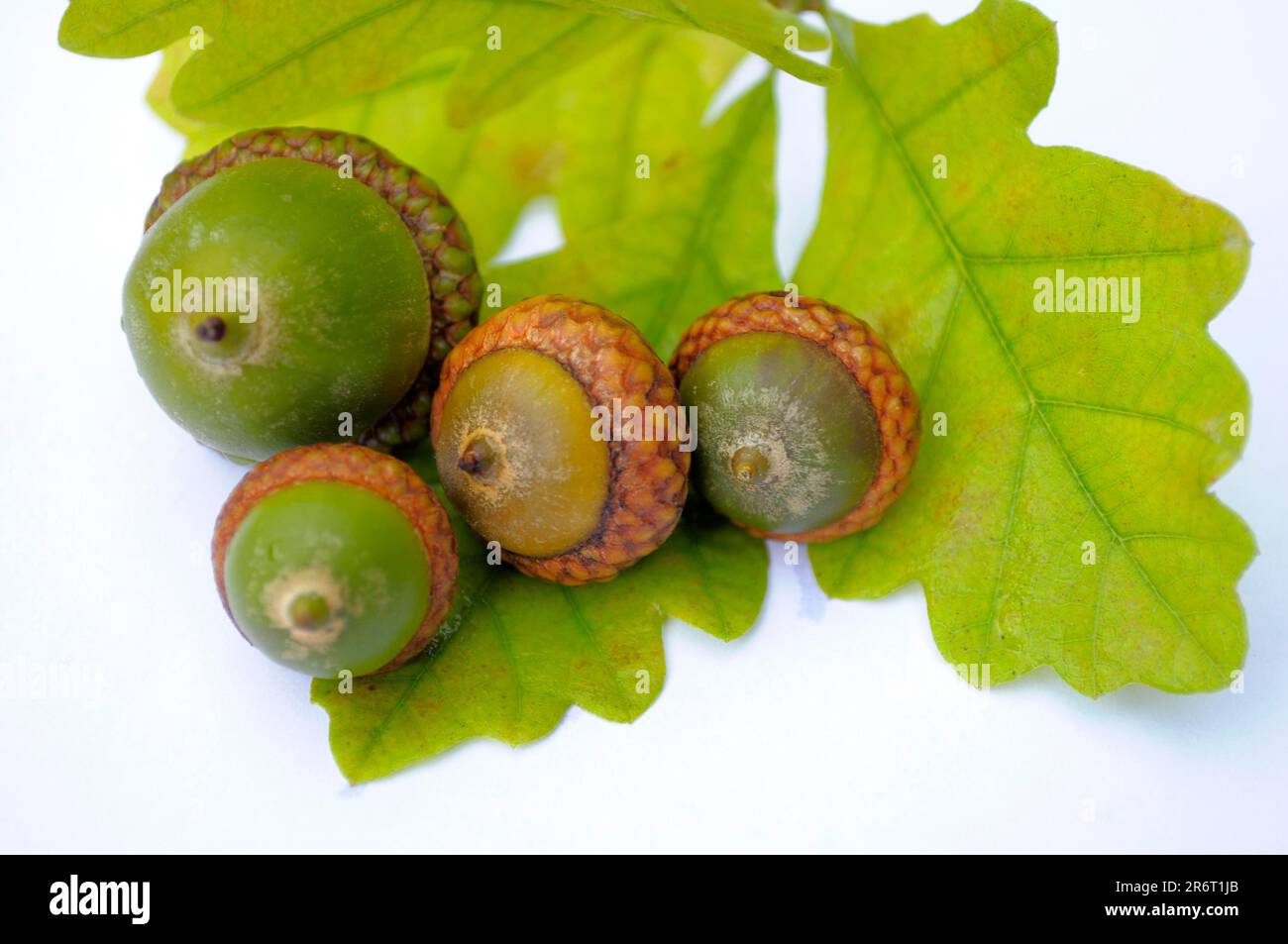 Acorns with foliage, English oak (Quercus robur), english oak Stock ...