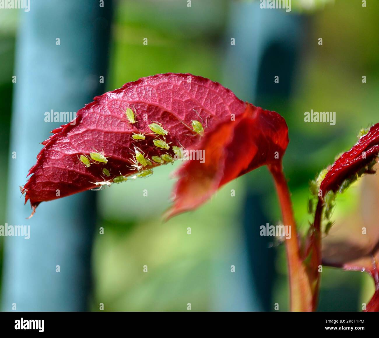 Aphids on rose petals, green aphids Stock Photo - Alamy