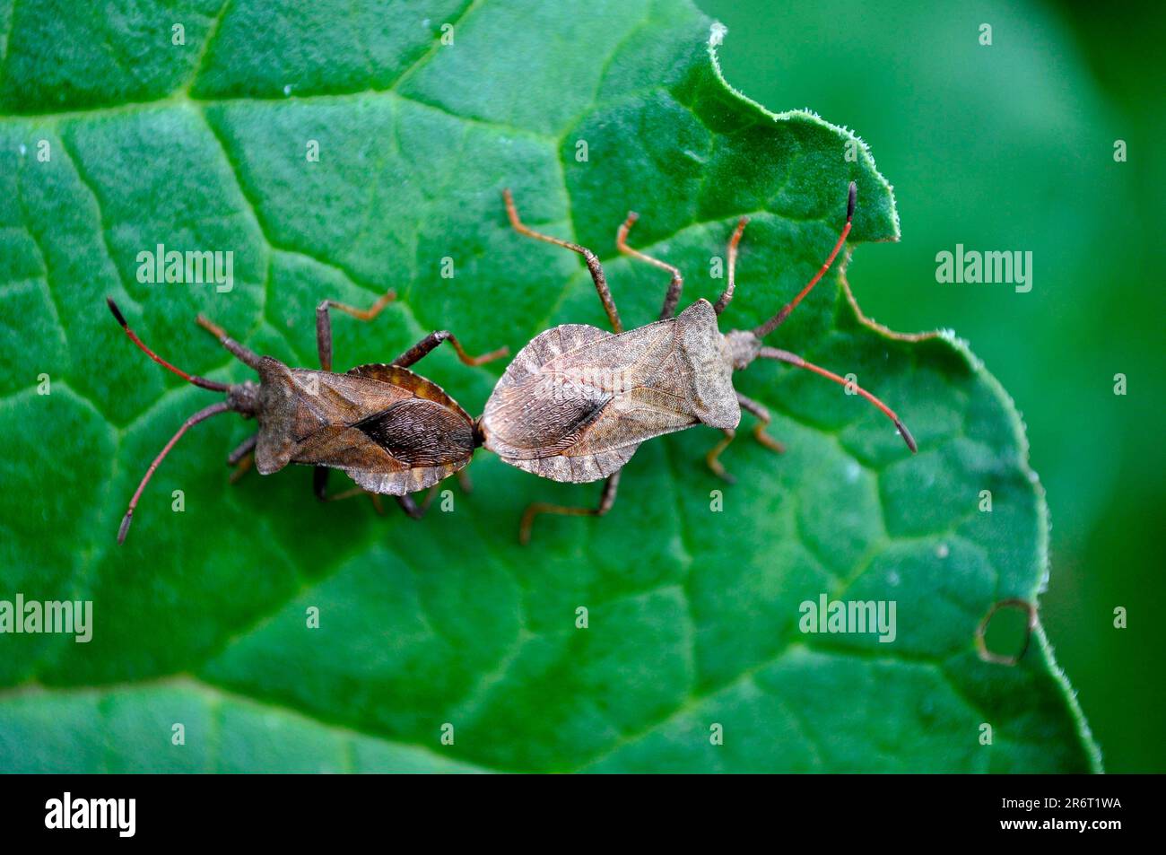 Creative bug hi-res stock photography and images - Alamy