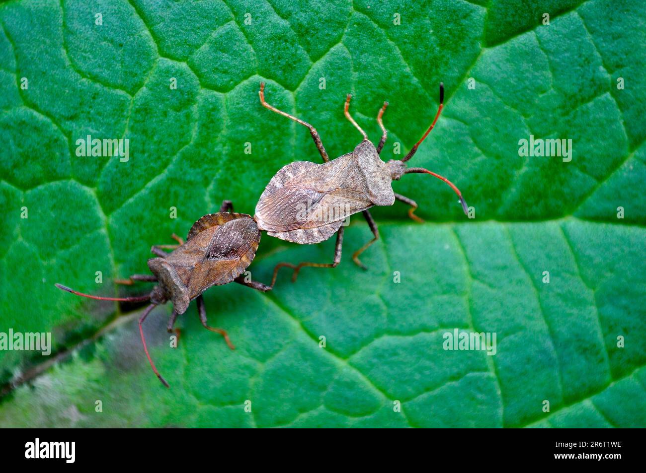 Creative bug hi-res stock photography and images - Alamy