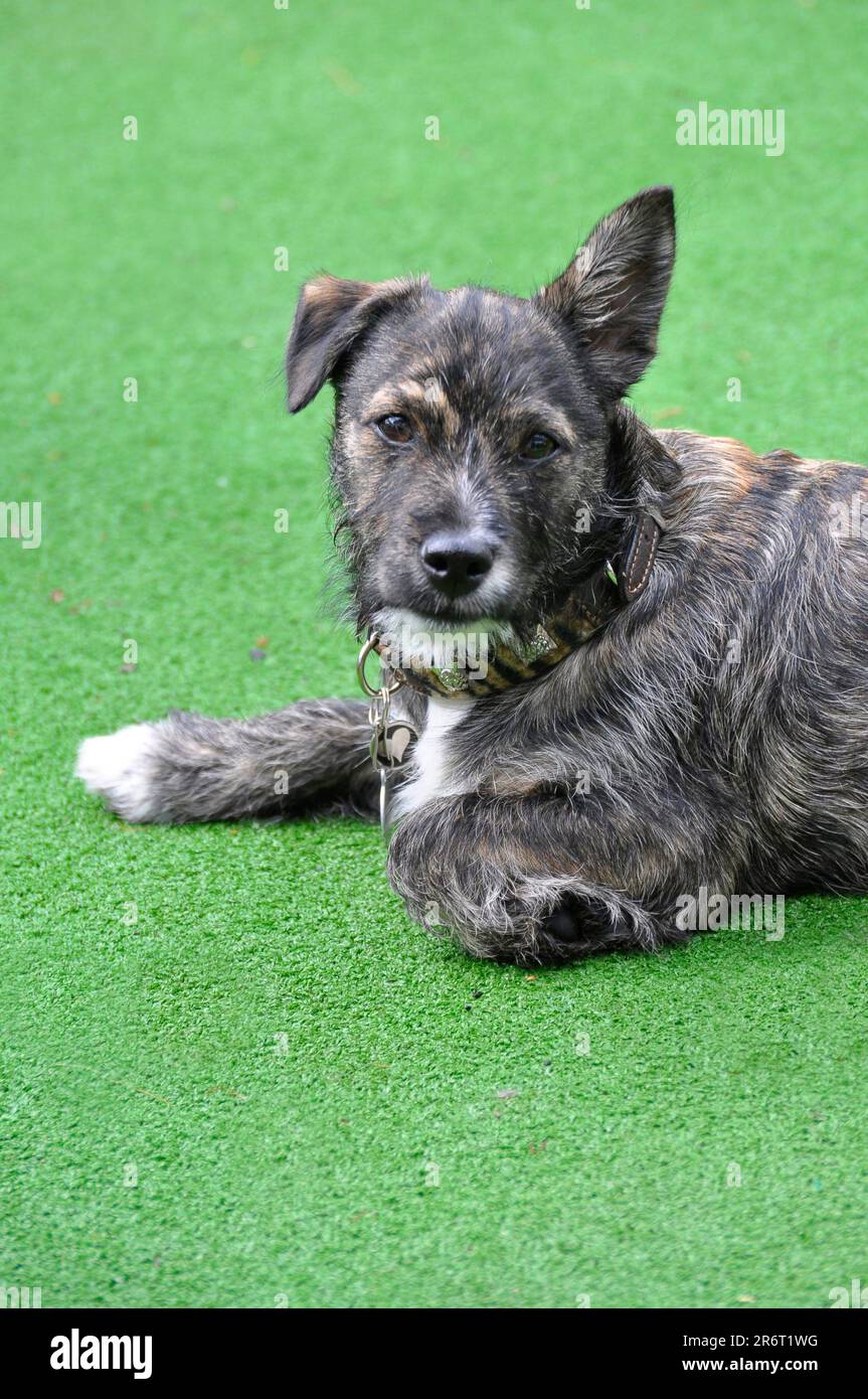 One ear dog hi-res stock photography and images - Alamy