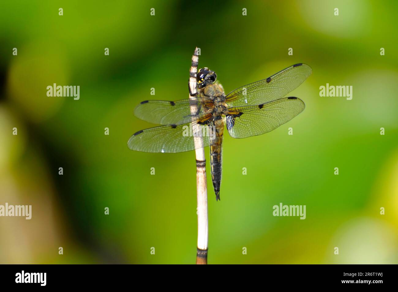 Dragonfly at the pond, four-spotted chaser (Libellula quadrimaculata ...