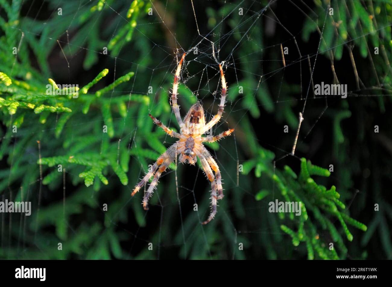 European garden spider (Araneus diadematus) in web, Switzerland Stock ...