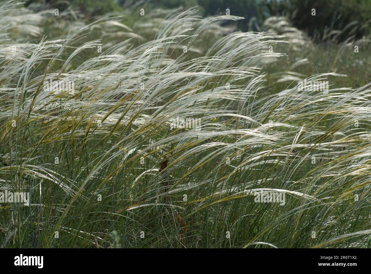 Stipa grass silhouette hi-res stock photography and images - Alamy