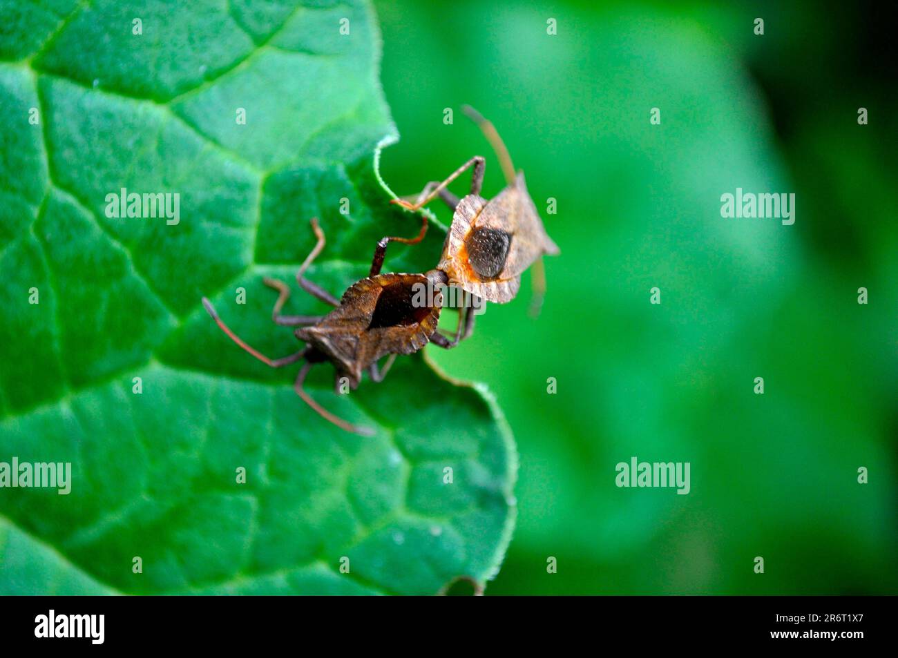 Creative bug hi-res stock photography and images - Alamy