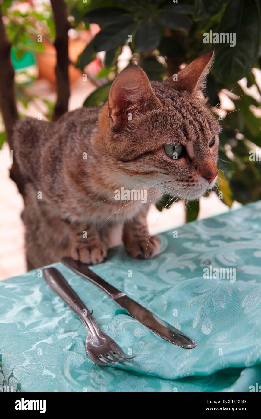 A pushy cat speculates on food in a fish restaurant in Asilah Morocco ...