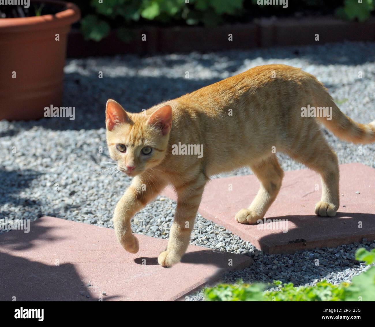 Red young felidae in the garden, red young domestic cat (Felis catus ...