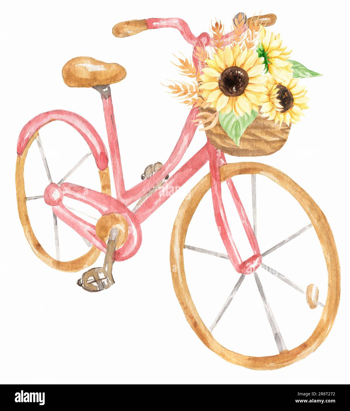 Watercolor hand drawn pink bicycle illustration with sunflower bouquet ...