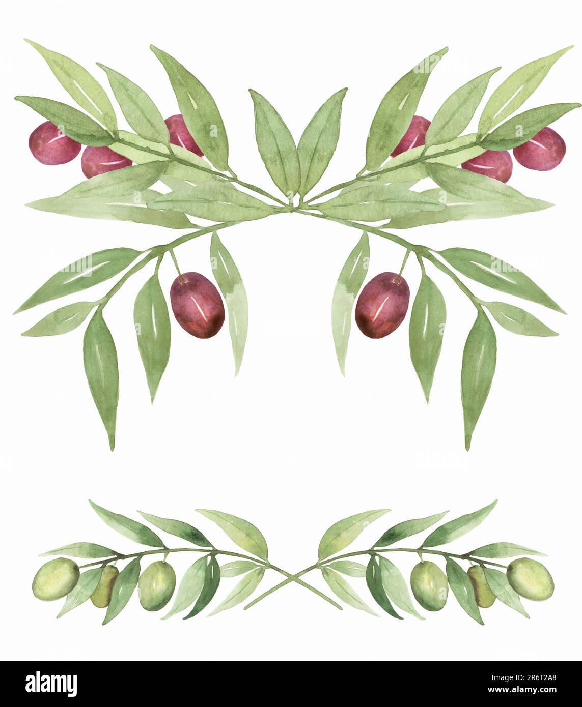 Watercolor hand drawn olive leaves and berry illustration, olives decor ...