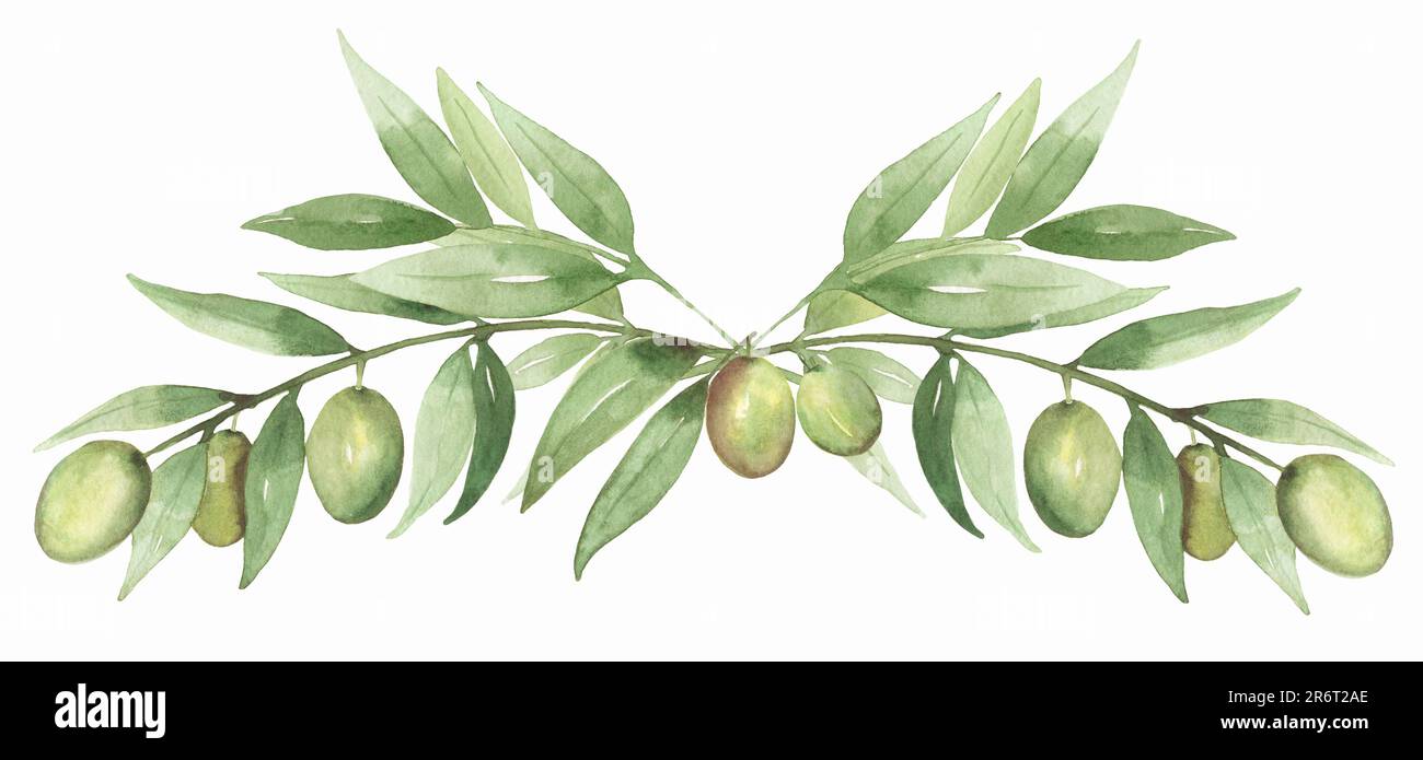 Watercolor hand drawn olive leaves and berry illustration, olives decor clipart, delicate floral ...