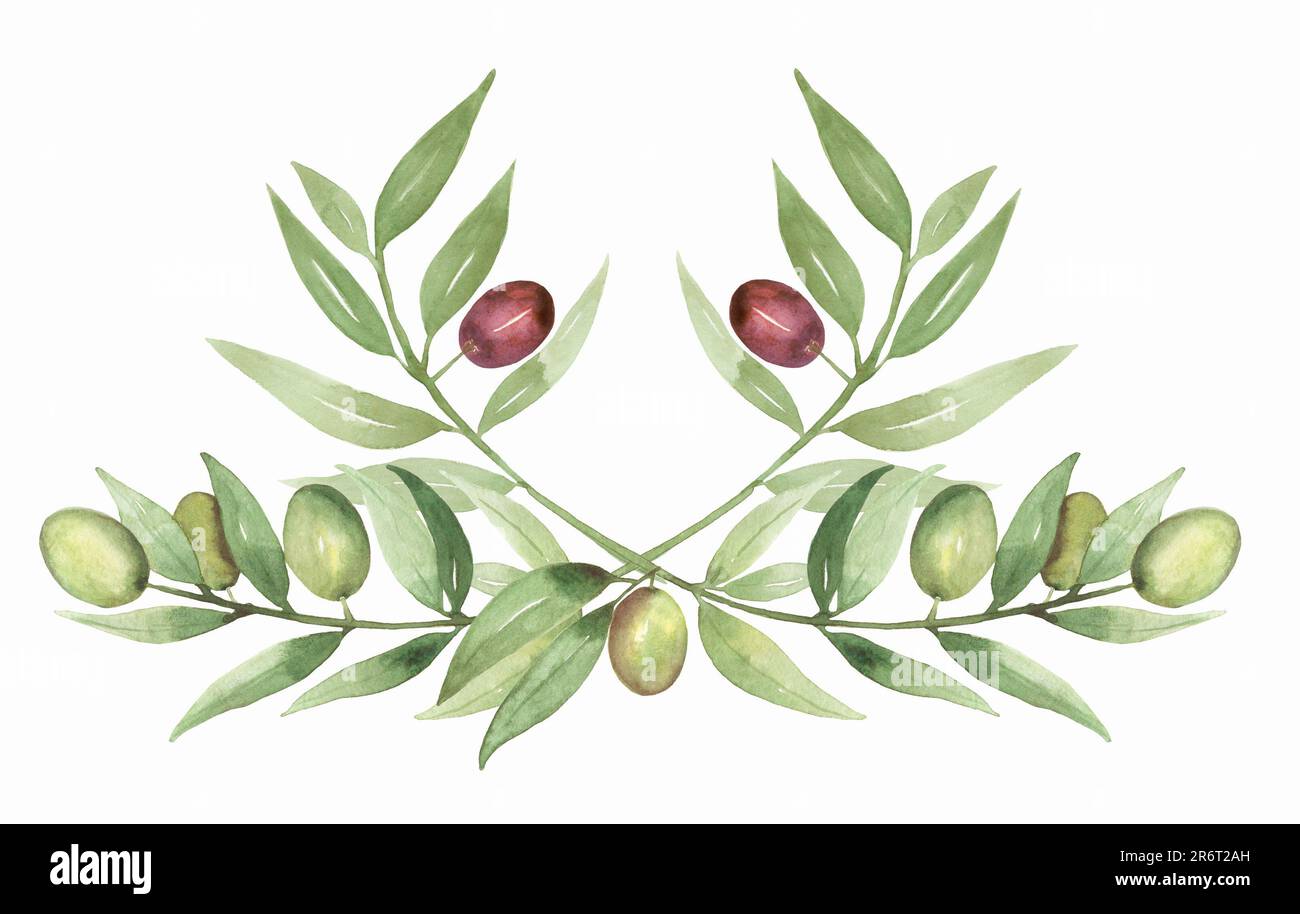 Watercolor hand drawn olive leaves and berry illustration, olives decor clipart, delicate floral ...