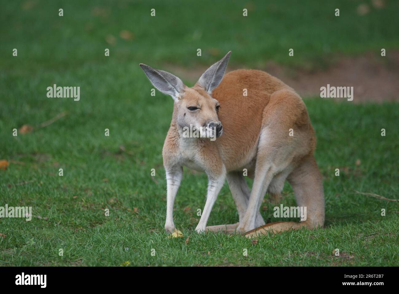 Red kangaroo (Macropus rufus) Giant Kangaroo Red Kangaroo Stock Photo ...