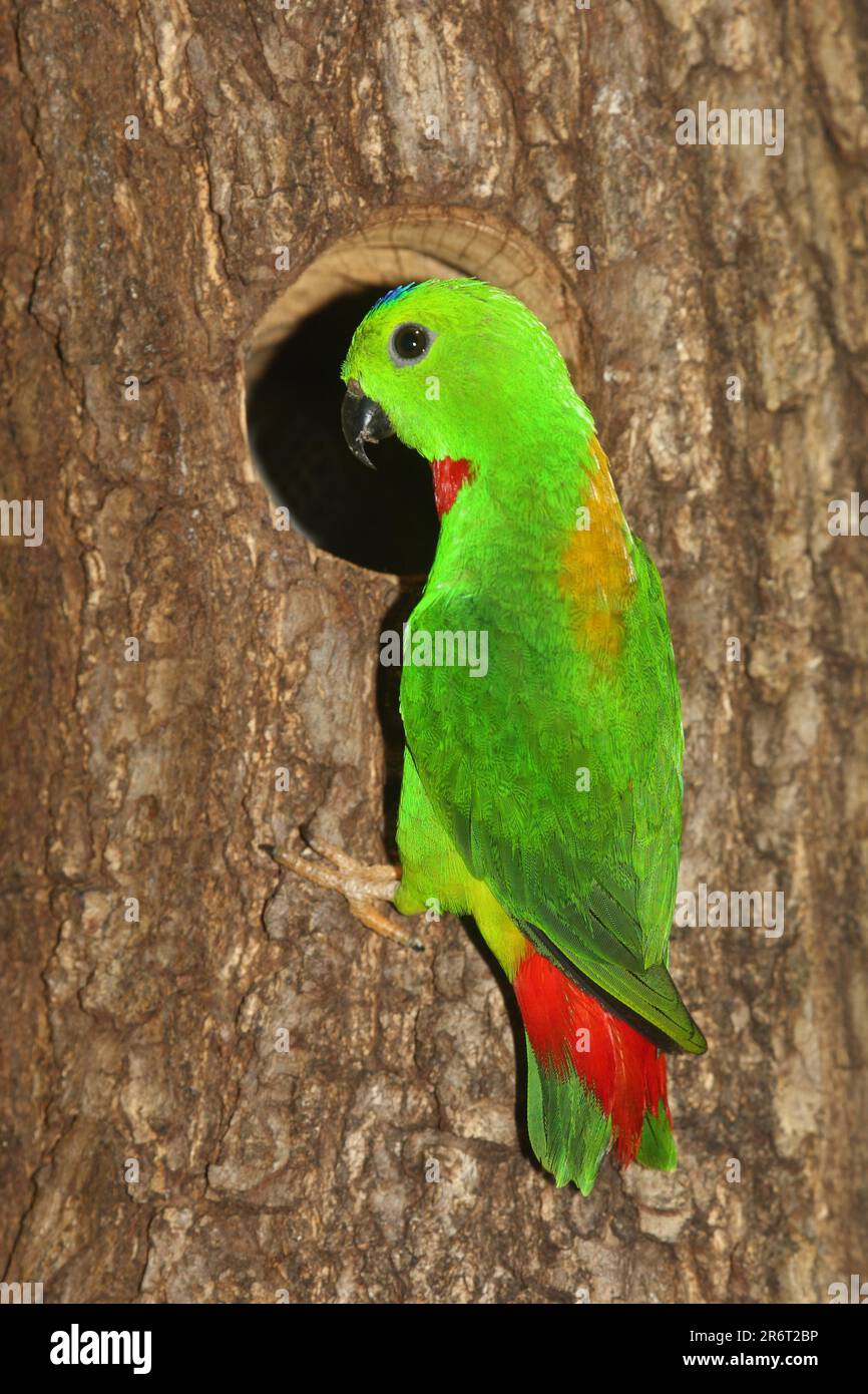 Blue-crowned hanging parrot (Loriculus galgulus) Blue-crowned Hanging ...