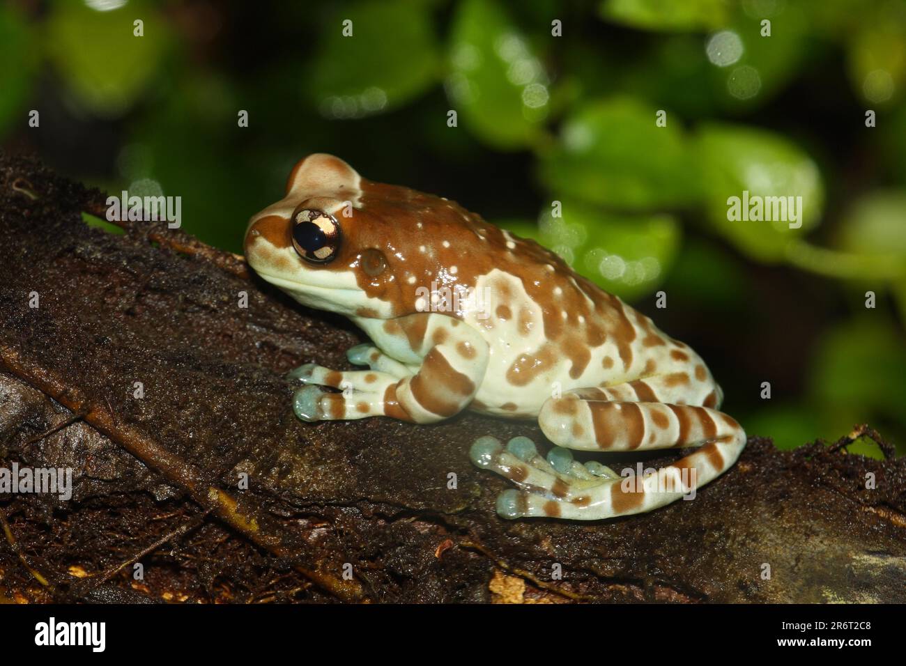 Toad tree frog Toad tree frog Phrynuhyas resinifictrix Stock Photo - Alamy