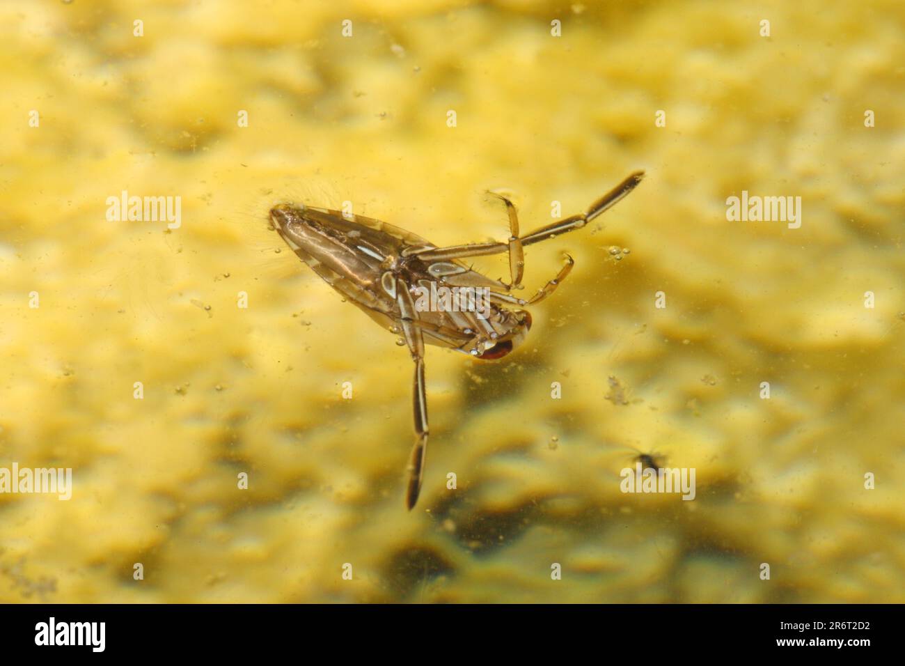 Common water boatman (Notonecta glauca) Back-swimmers Stock Photo - Alamy