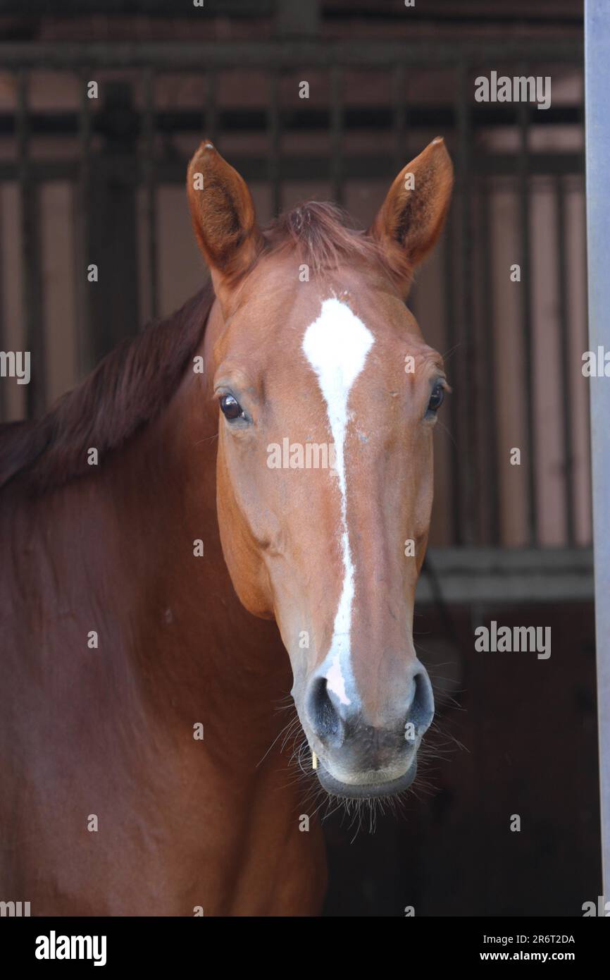 Horse at the stable window Horse at the stable window Stock Photo - Alamy