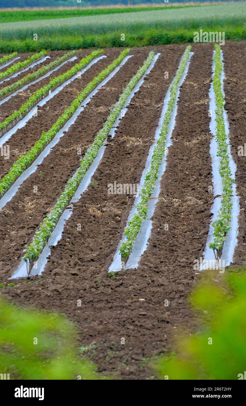 Vine seedlings in the field Stock Photo - Alamy