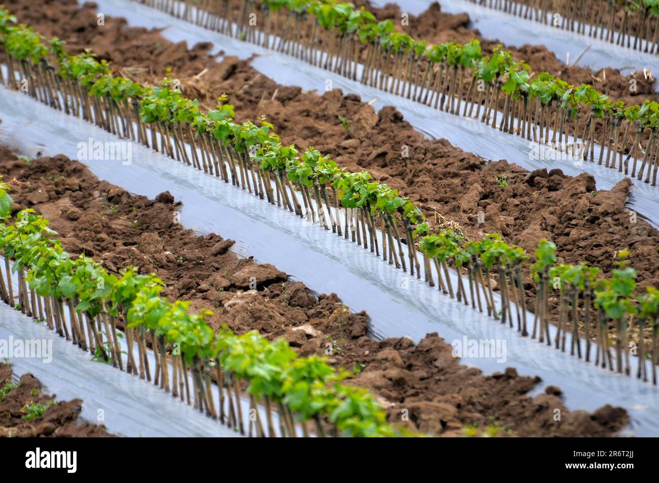 Vine seedlings in the field Stock Photo - Alamy