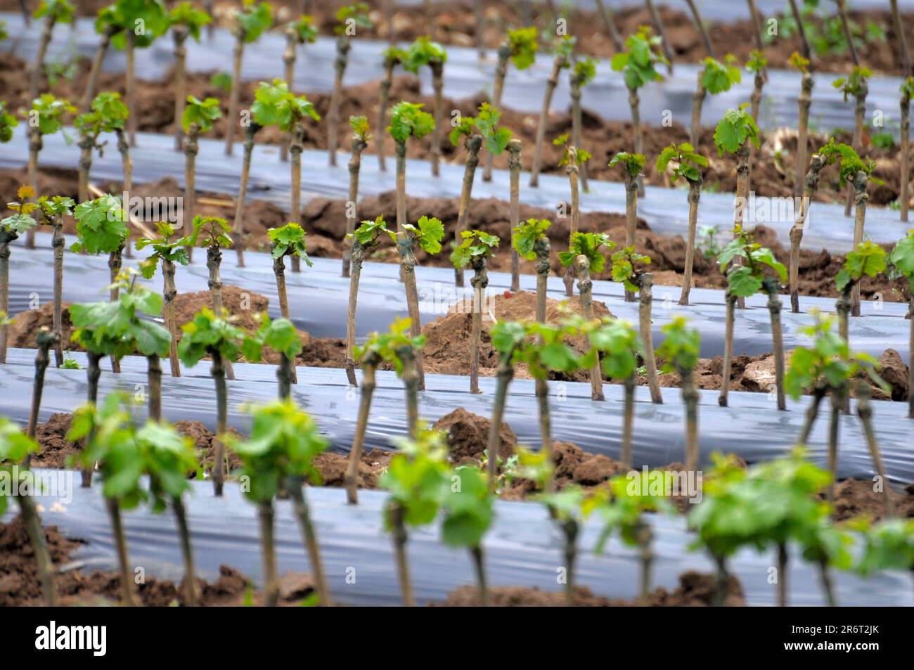 Vine seedlings in the field Stock Photo - Alamy
