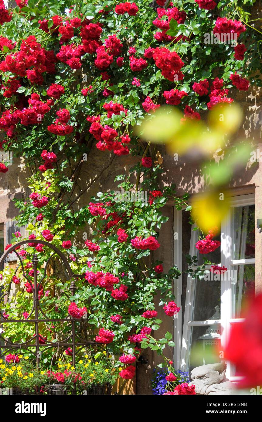 Red climbing roses hi-res stock photography and images - Alamy