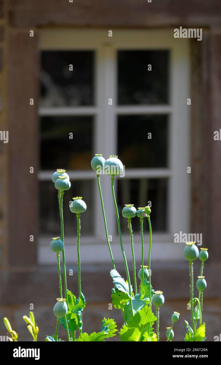 Poppy capsules at the window, Turkish poppy, Oriental poppy (Papaver ...