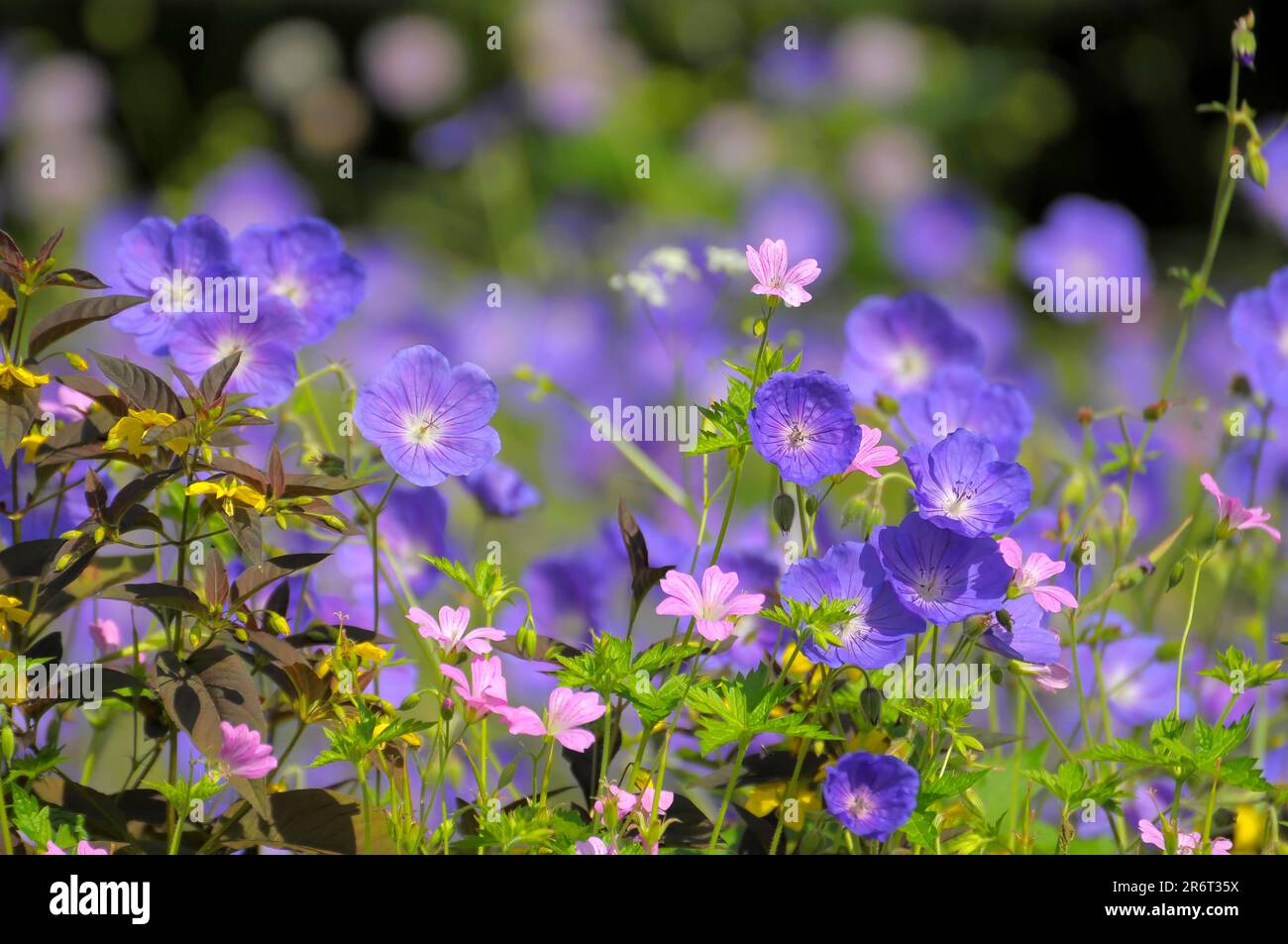 Cranesbill blue flowering in the garden, Meadow cranesbill (Geranium ...