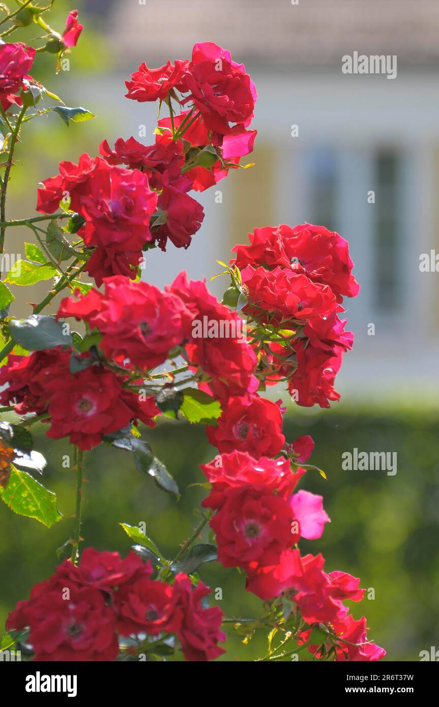 Shot bushes red roses hi-res stock photography and images - Alamy