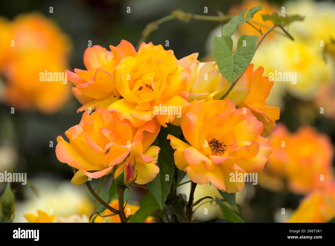 Yellow, Orange Roses in the Garden Stock Photo - Alamy