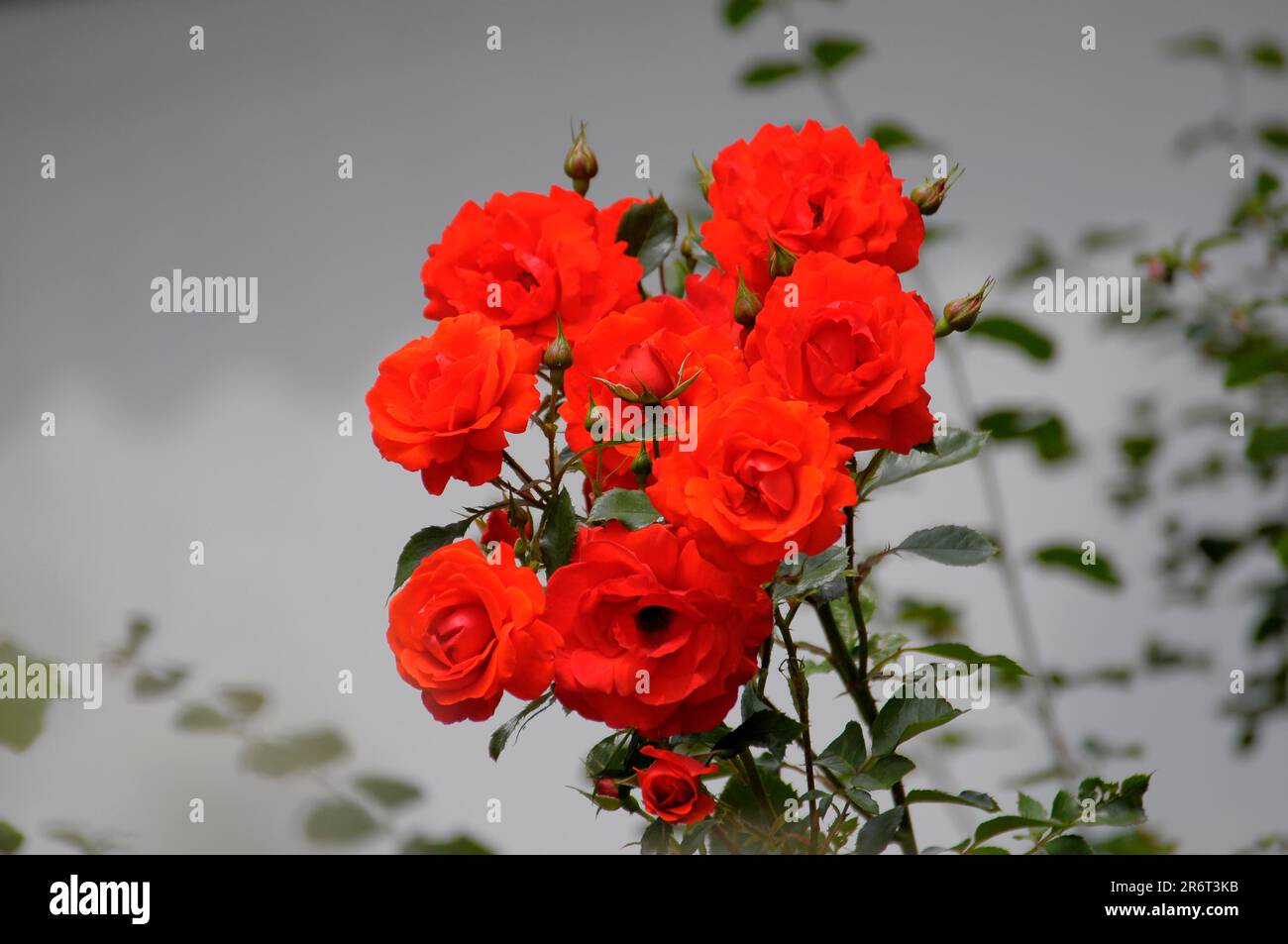 Red Roses, Shrub Roses Stock Photo - Alamy