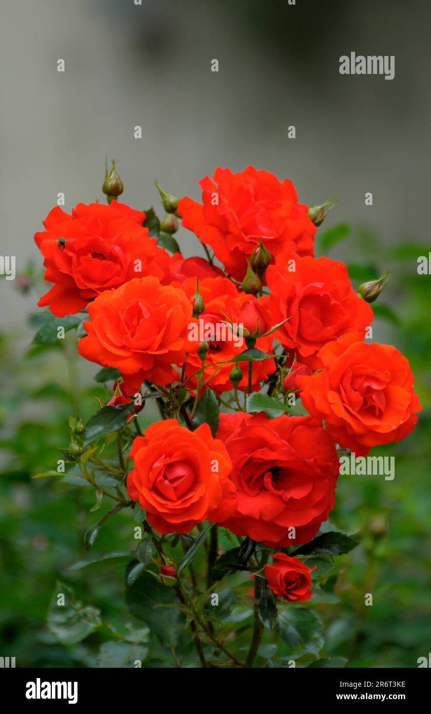 Red shrub roses in the garden Stock Photo - Alamy