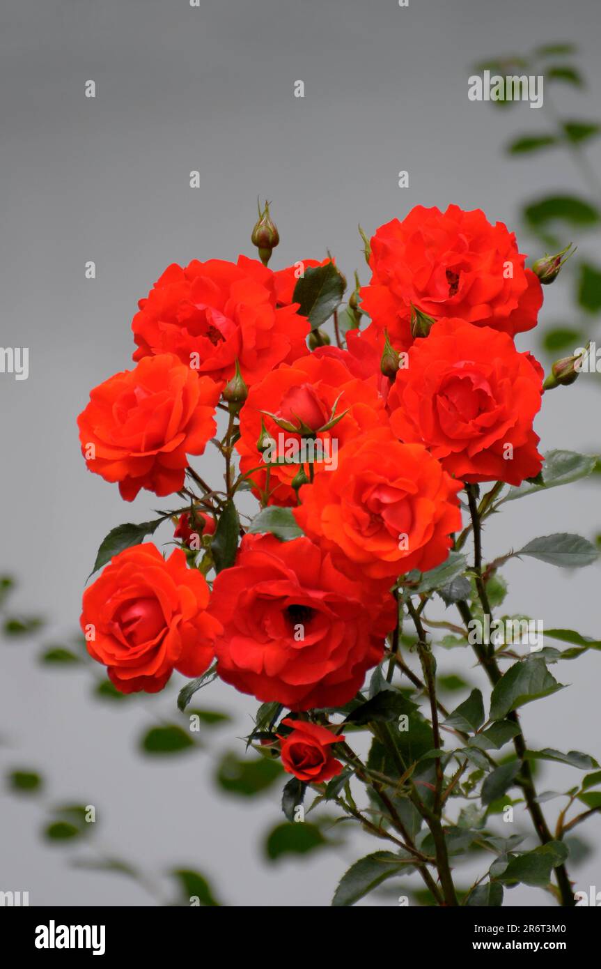 Ornamental shrub garden hi-res stock photography and images - Alamy