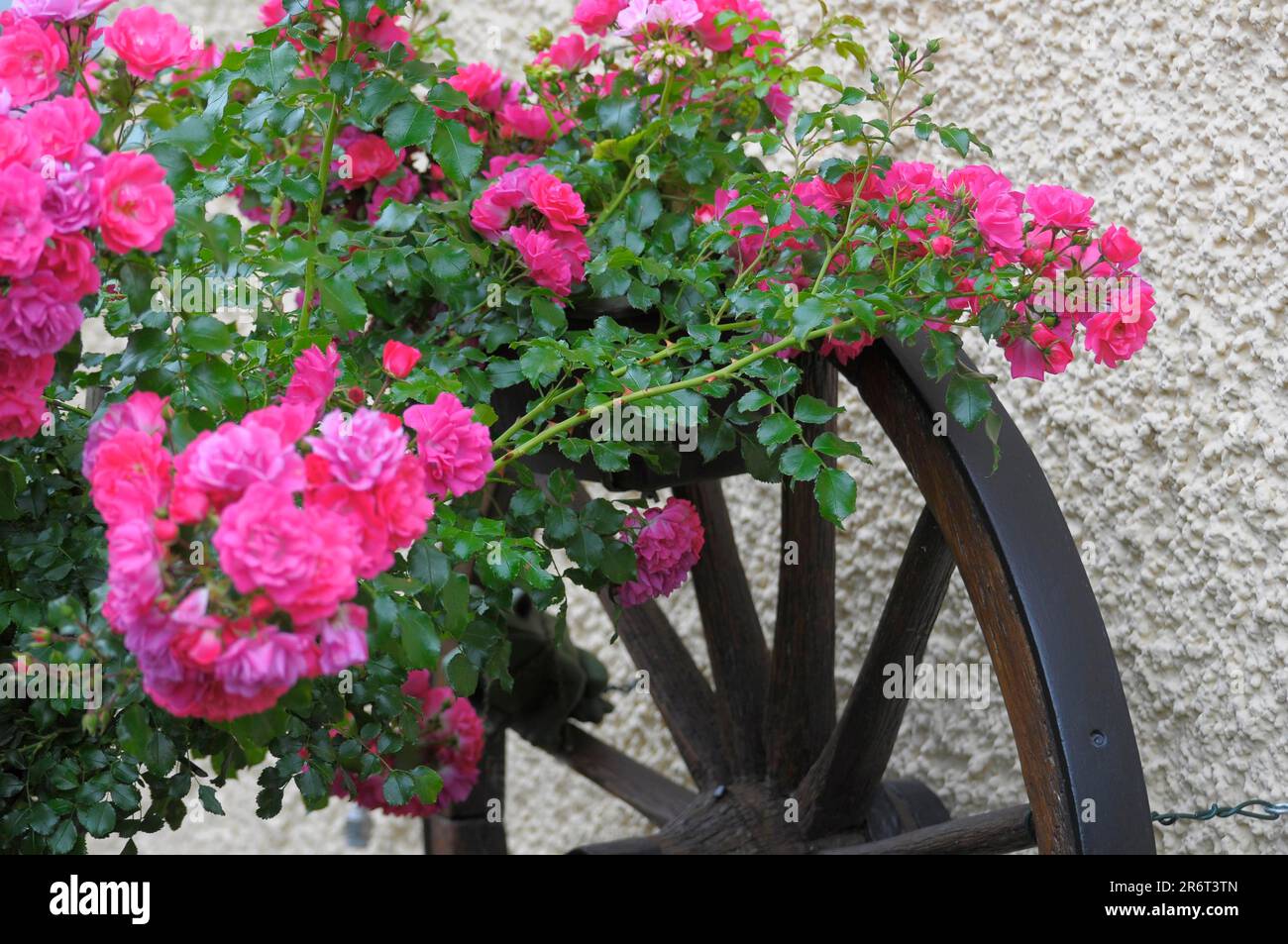 Shrub roses on a wagon wheel Stock Photo - Alamy