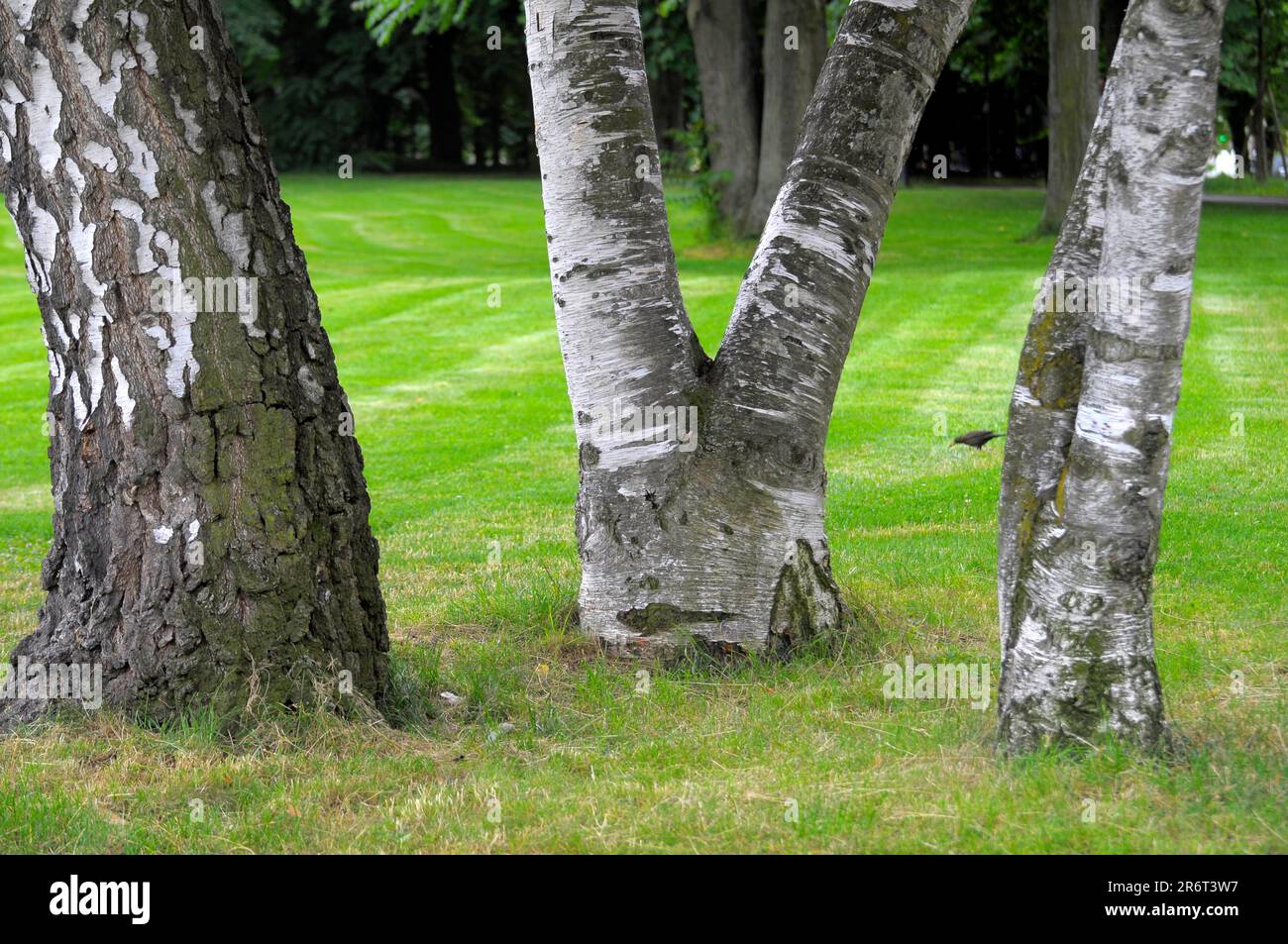 Ornamental birch hi-res stock photography and images - Alamy