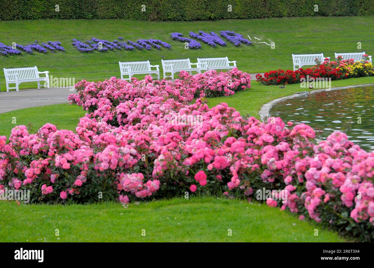 Ludwigsburg: flowering baroque, pink roses in the garden, landscape ...