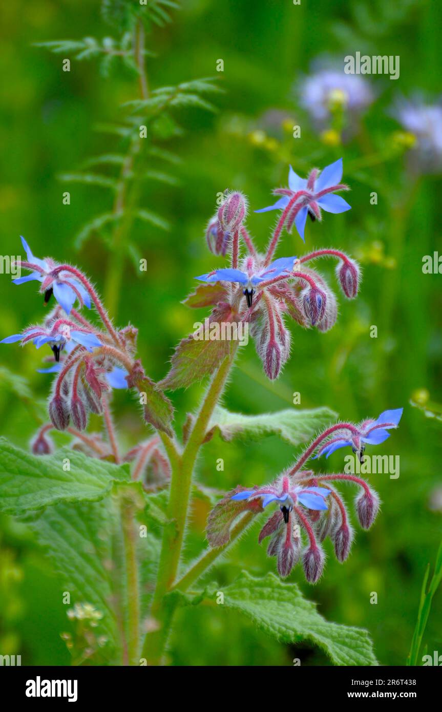 Herb : Borage (Borago officinalis), Borage, borage Stock Photo - Alamy