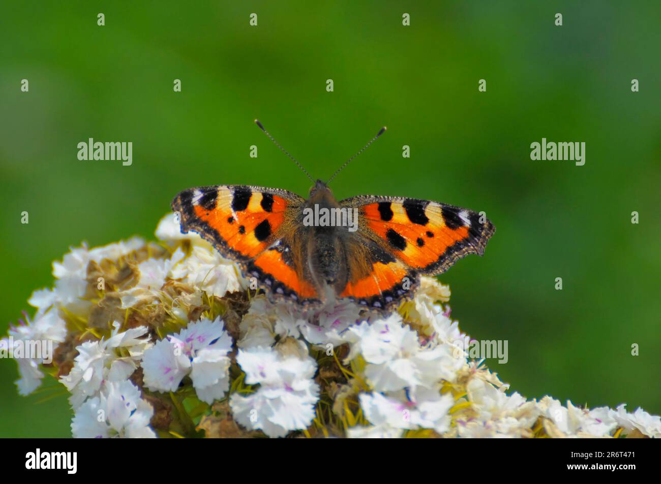 Butterfly : Small fox (Aglais urticae Stock Photo - Alamy