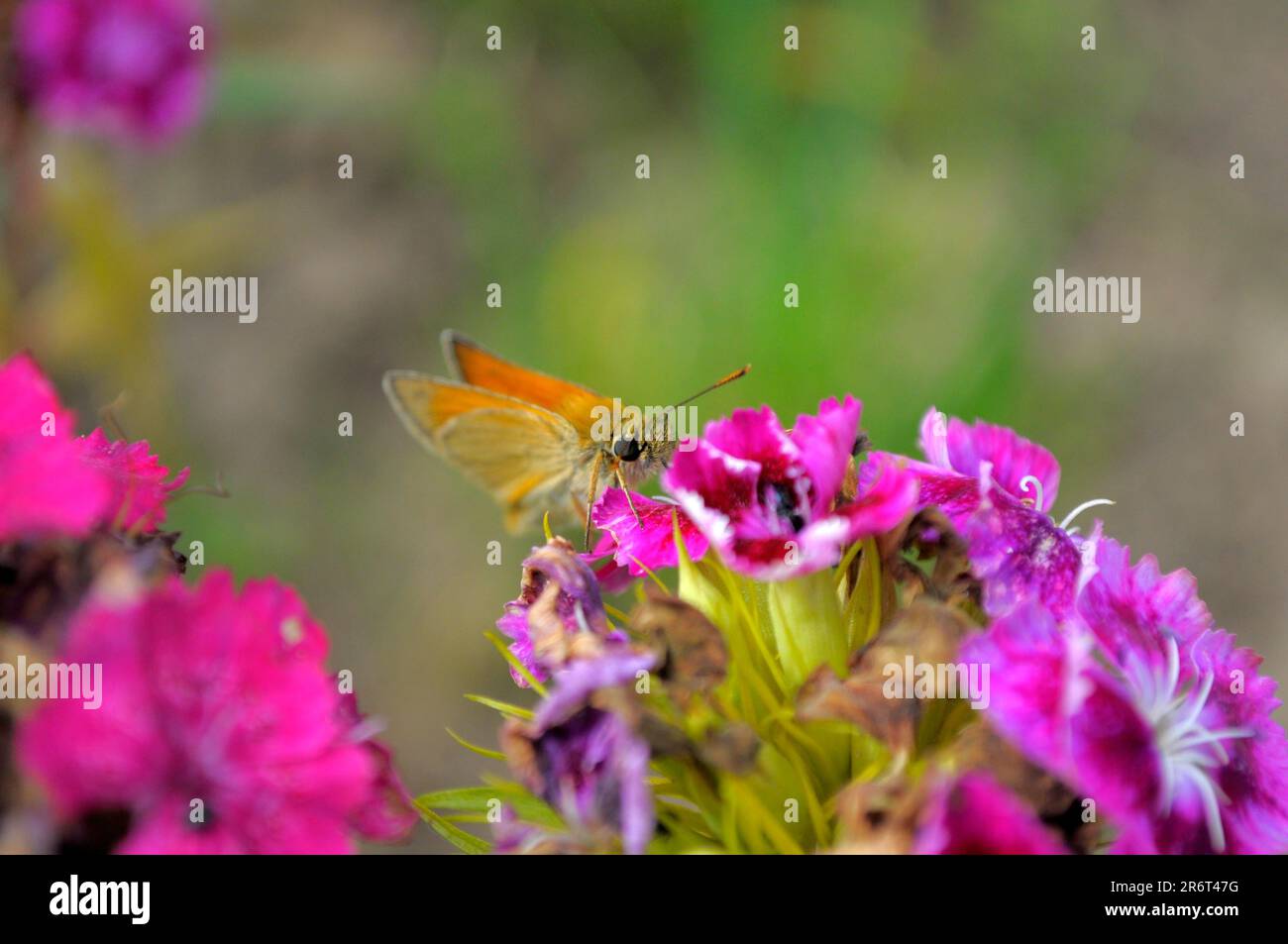 Dianthus barbatus butterfly hi-res stock photography and images - Alamy