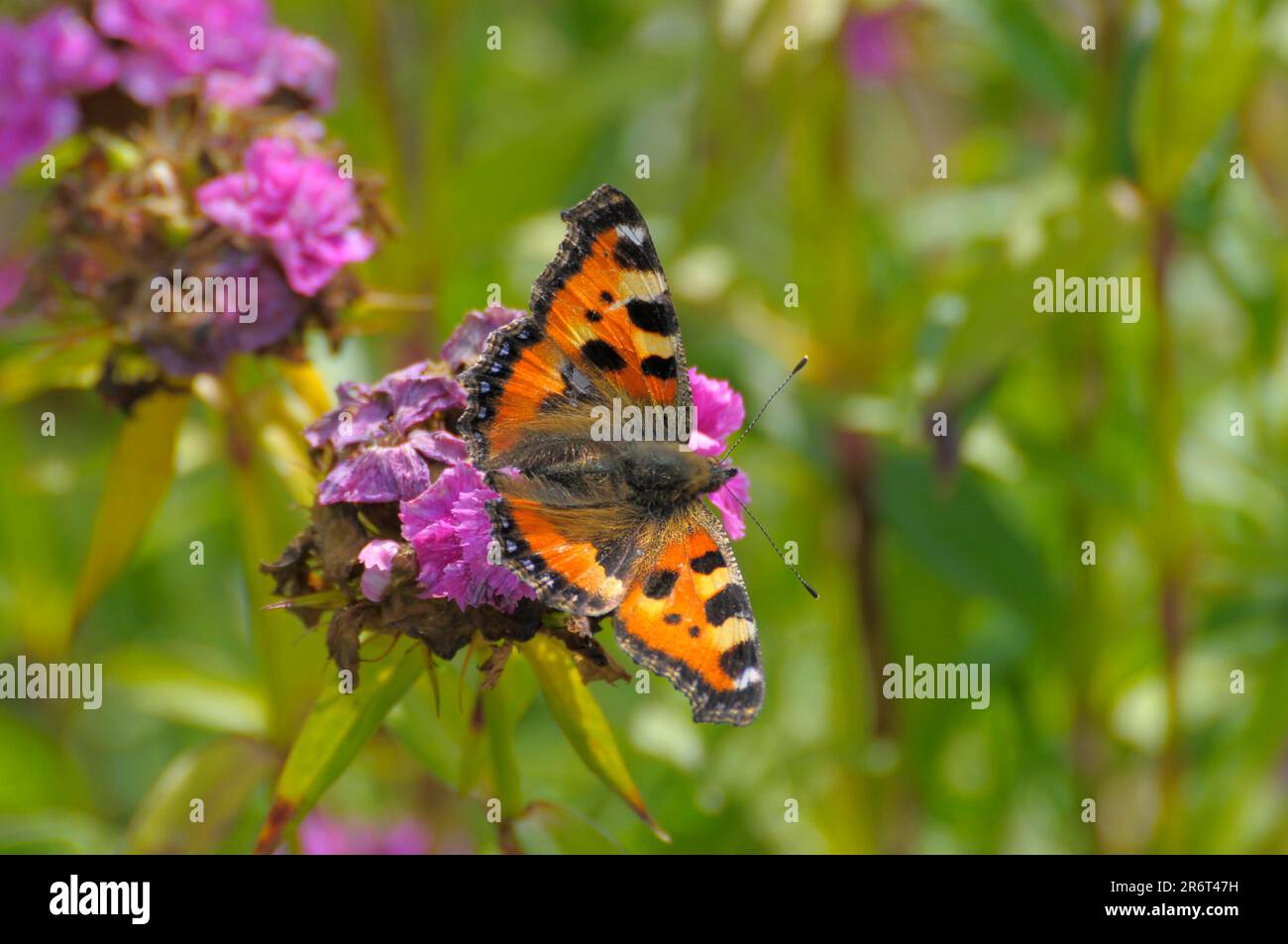 Butterfly : Small fox (Aglais urticae) on carnation in the garden ...