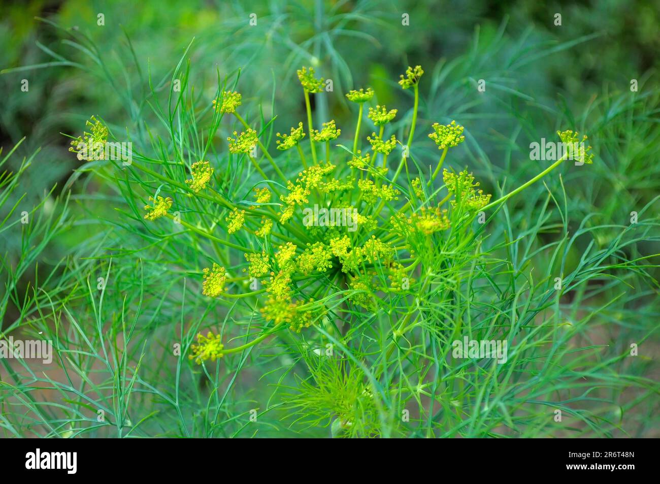 Fennel (Foeniculum vulgare) flowering, Fennel Stock Photo - Alamy