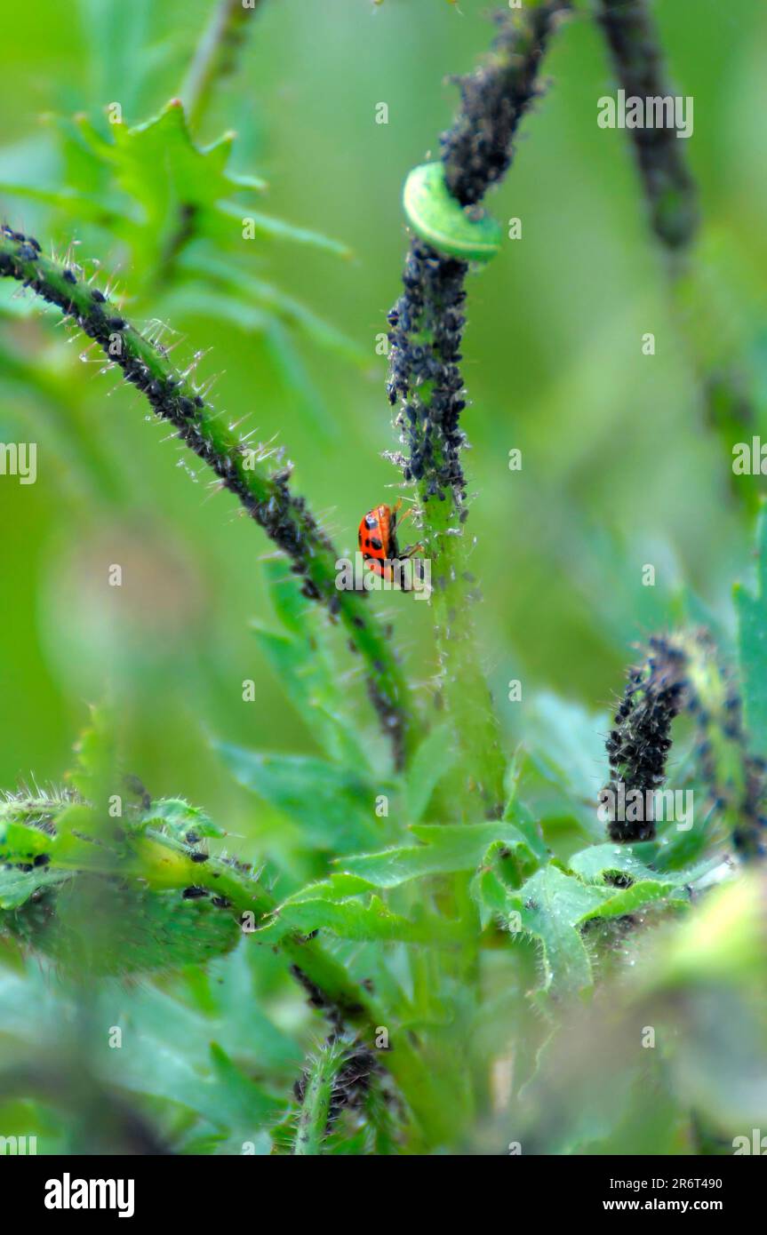 Black aphids with ladybird on poppy, Asian ladybird, asian lady beetle ...
