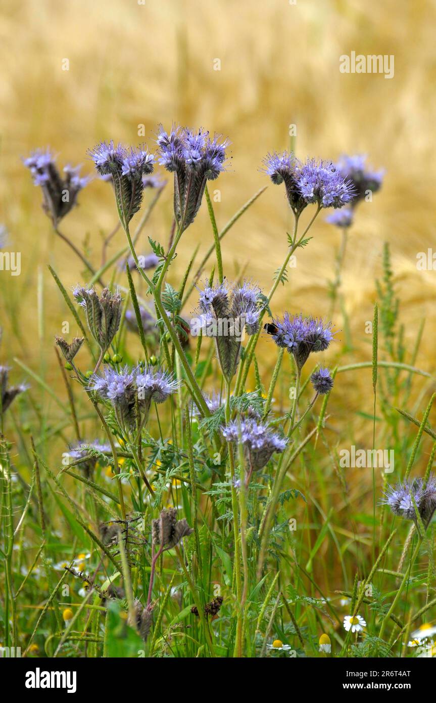 Phacelia flowering, lacy phacelia (Phacelia tanacetifolia Stock Photo ...
