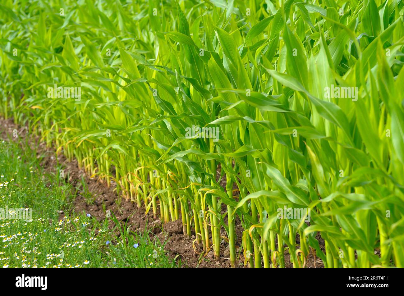 Corn (Zea mays Stock Photo - Alamy