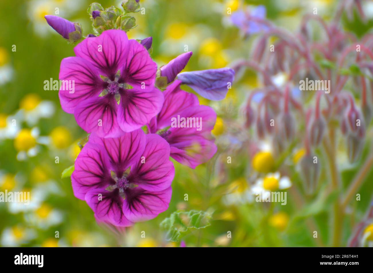 Wild mallow (Malva sylvestris), large cheese poplar Stock Photo - Alamy