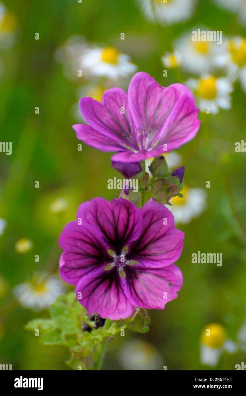 Wild mallow (Malva sylvestris), large cheese poplar Stock Photo - Alamy